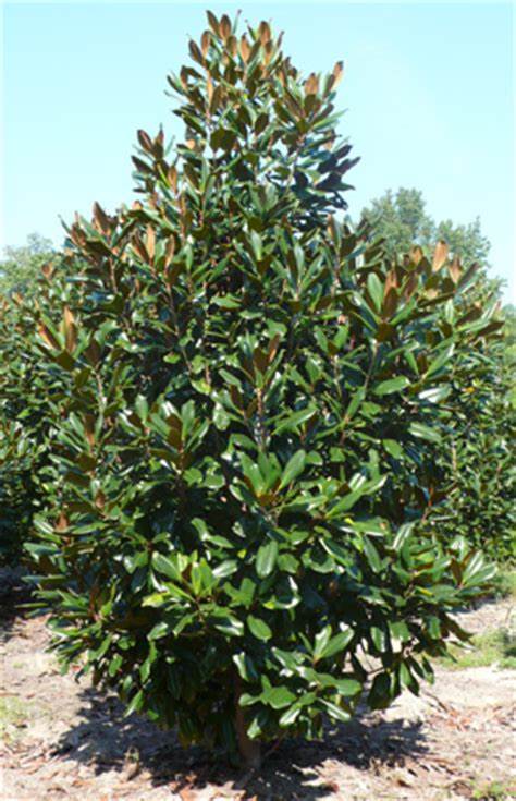 Magnolia grandiflora 'Edith Bogue' - 24" Box - Edith Bogue Magnolia ...