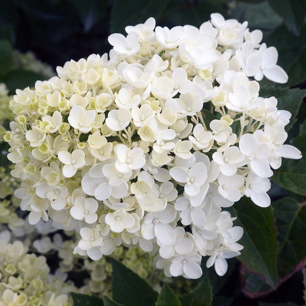 Hydrangea pan. 'Bombshell' - 5 gal - White Panicle Hydrangea | All ...