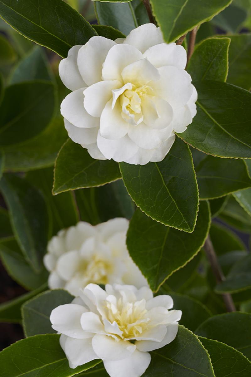 Camellia x 'Buttermint' - 2 gal - White Camellia / Yellow center | All ...
