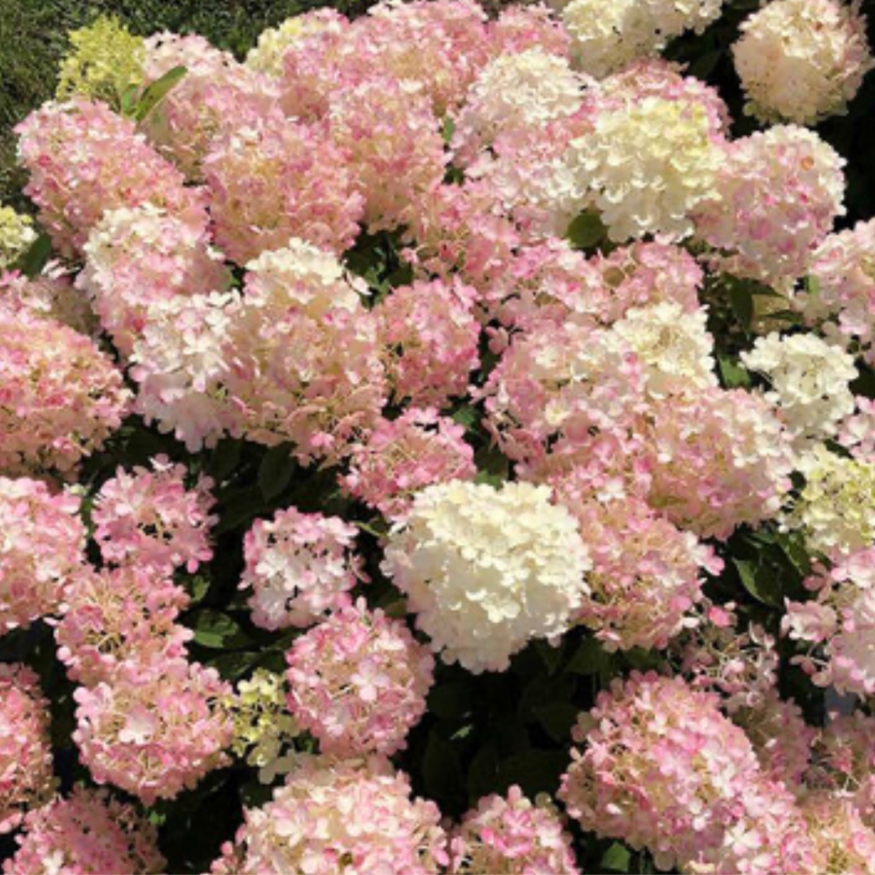 Hydrangea p. Fire Light Tidbit - 3 gal - Dwarf Hydrangea | All Season ...