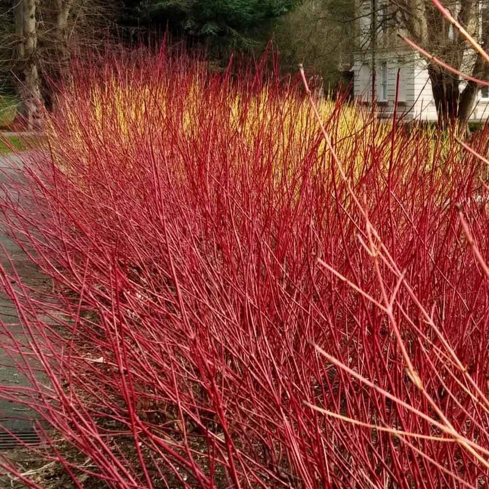 Cornus ser. 'Kelseyi' - 5 gal - Dwarf Redtwig Dogwood | All Season ...