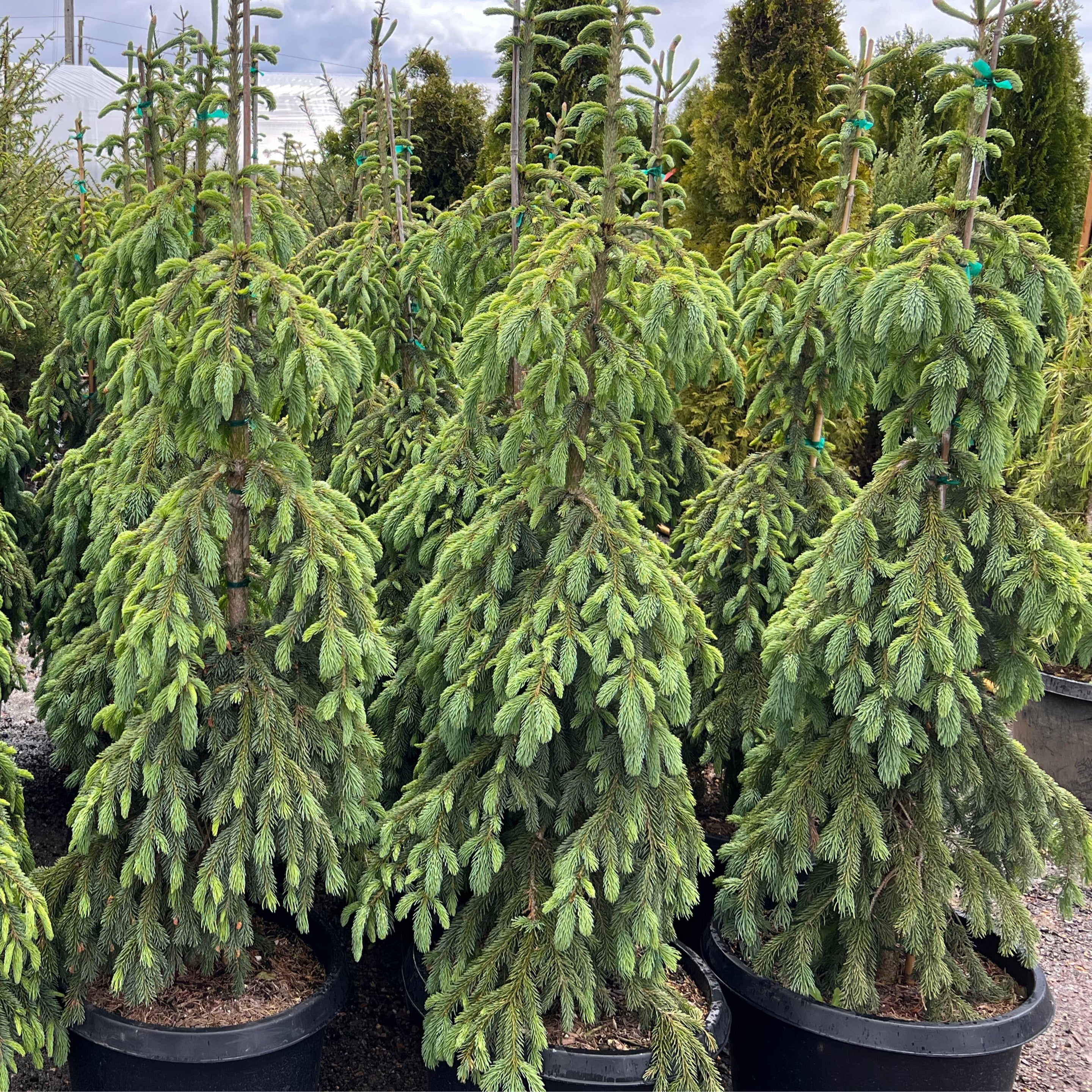 weeping white spruce