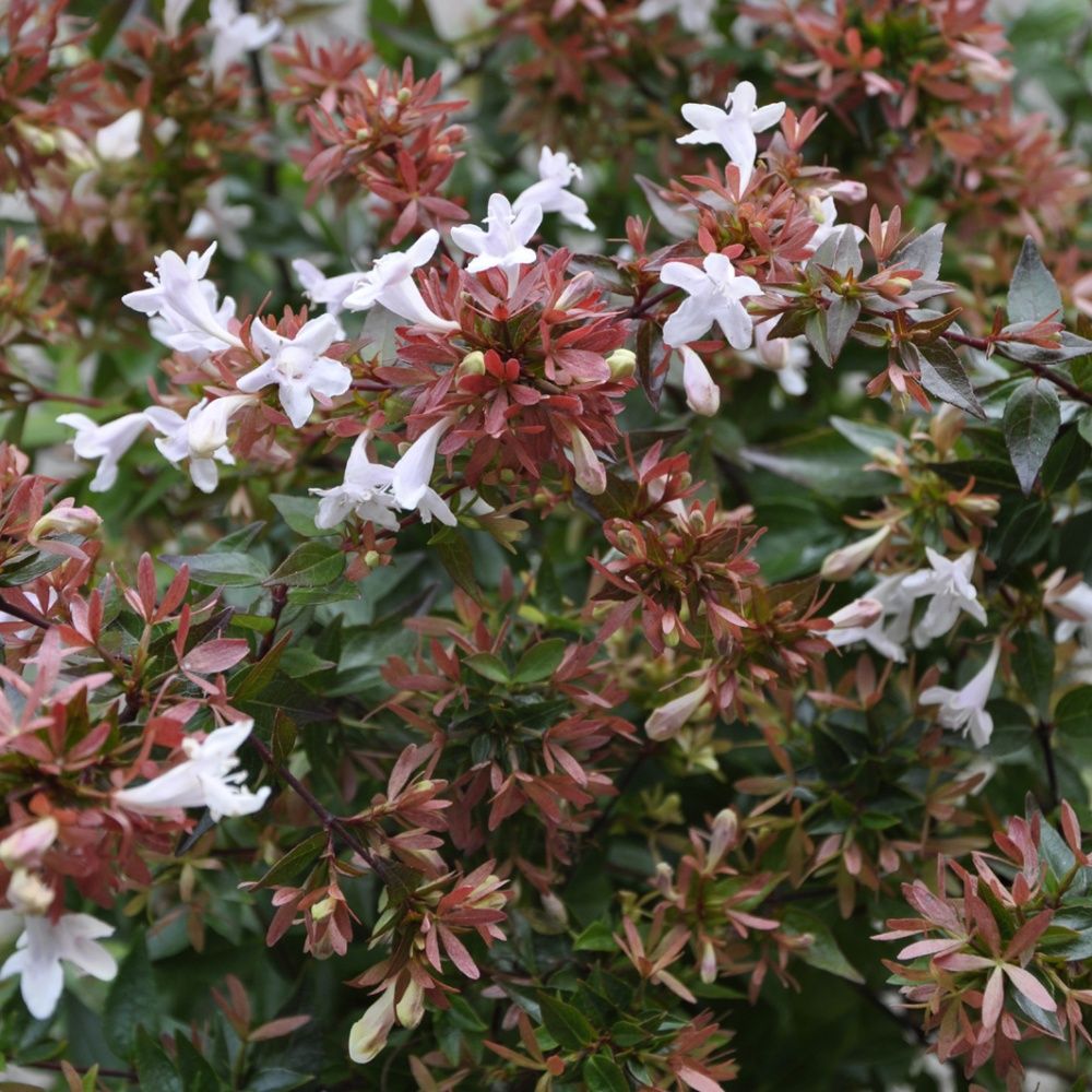 abelia shrub