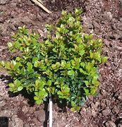Ilex 'Little Rascal' - 3 gal - Dwarf Holly (male) | All Season Plants ...