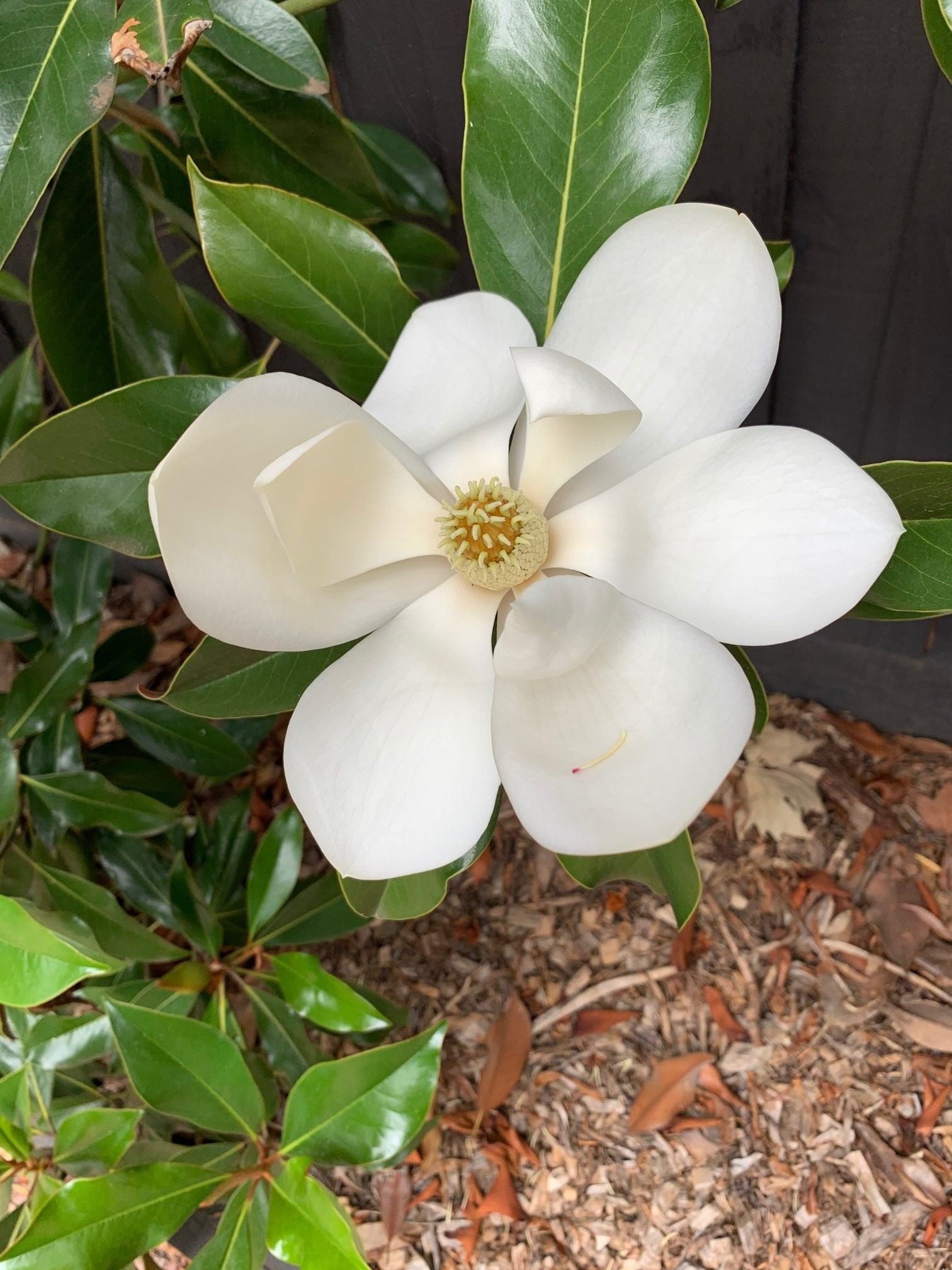 Magnolia 'Kay Parris' - 15 gal - Dwarf Magnolia (Similar to Little Gem ...