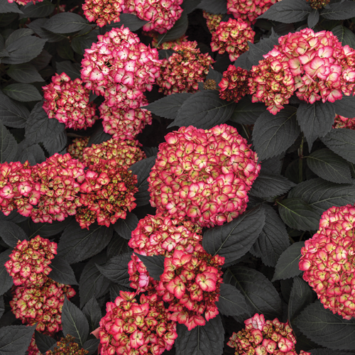 Hydrangea 'Eclipse' - 5 gal | All Season Plants Nursery