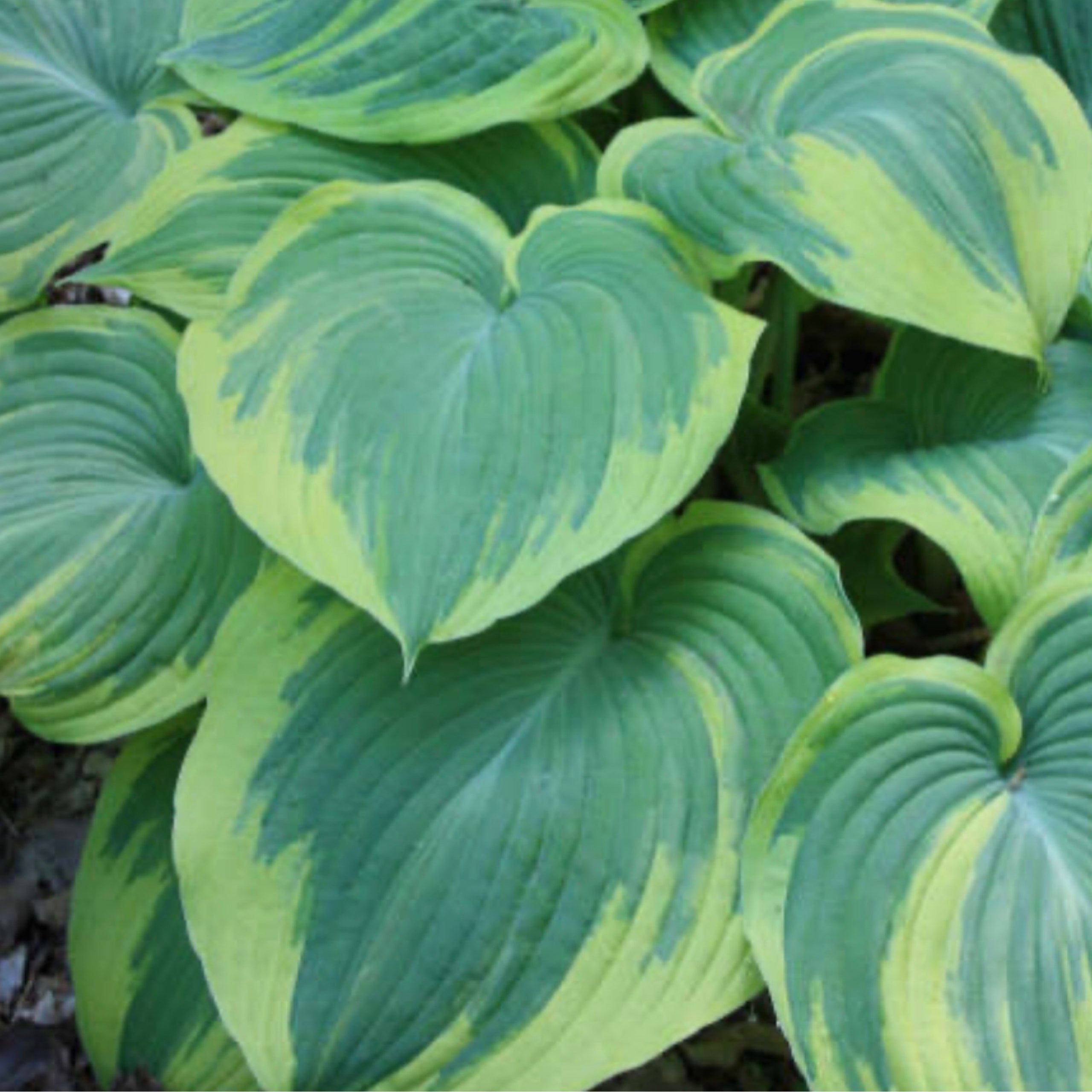 Hosta 'Earth Angel' - 1 gal - Plantain Lily | All Season Plants Nursery
