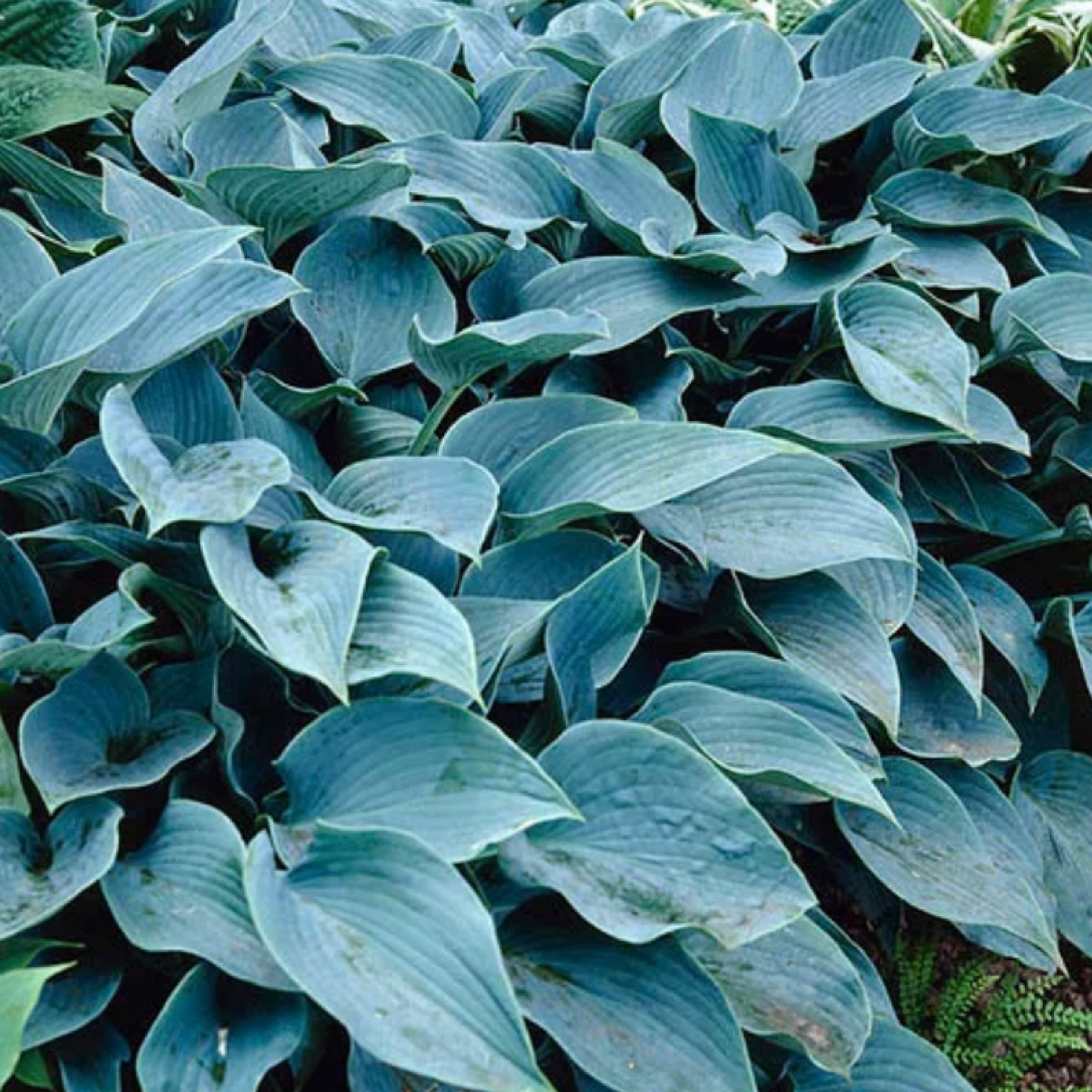 Hosta 'Halcyon' - 1 gal - Plantain Lily | All Season Plants Nursery