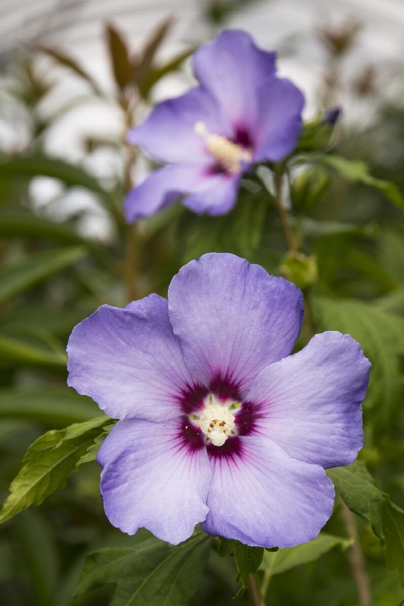 Hibiscus syr. ' Blue Bird' - 5 gal | All Season Plants Nursery