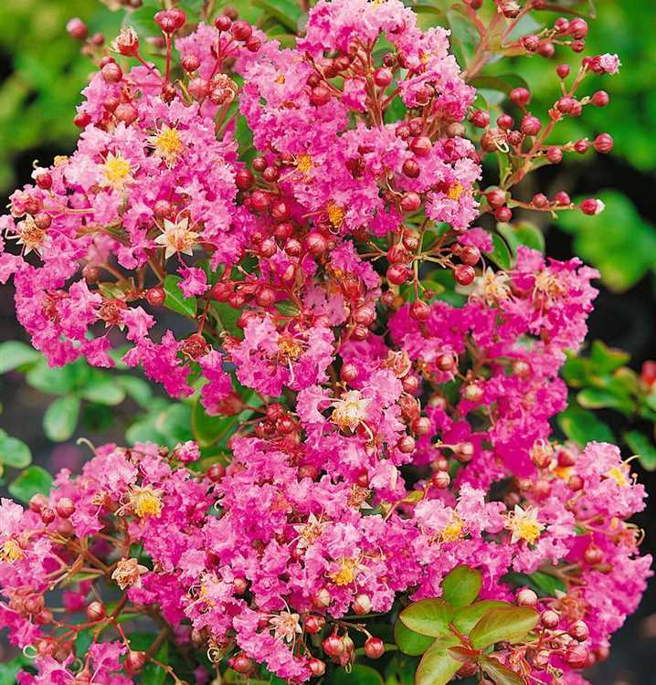 Lagerstroemia 'Tuskegee Pink' - 10 gal Tree Form - Pink Crape Myrtle ...