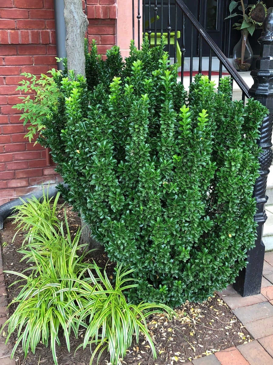 Euonymus j. Green Spire 5 gal Euonymus