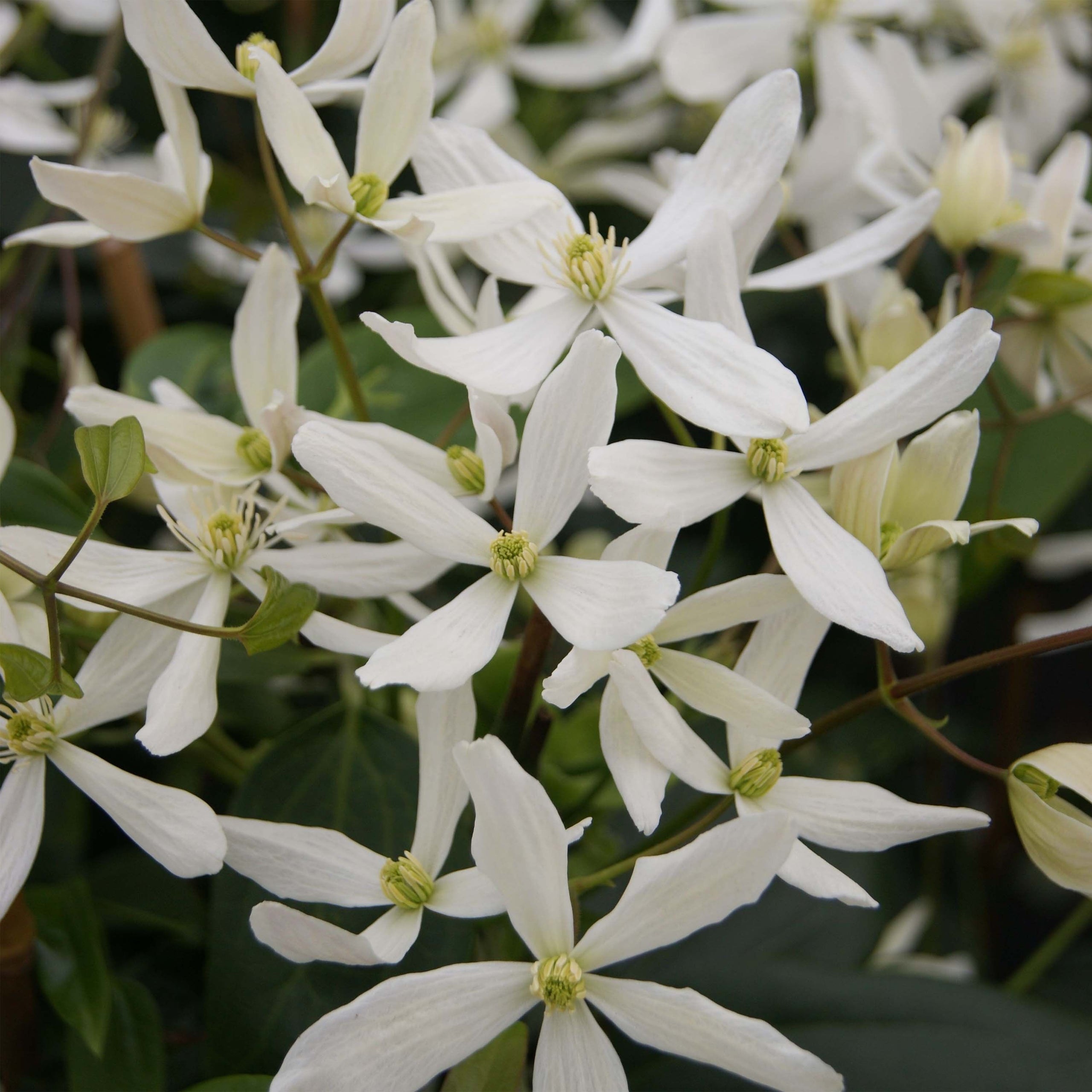 Clematis a. 'Snowdrift' - 1 gal - Evergreen Clematis | All Season ...