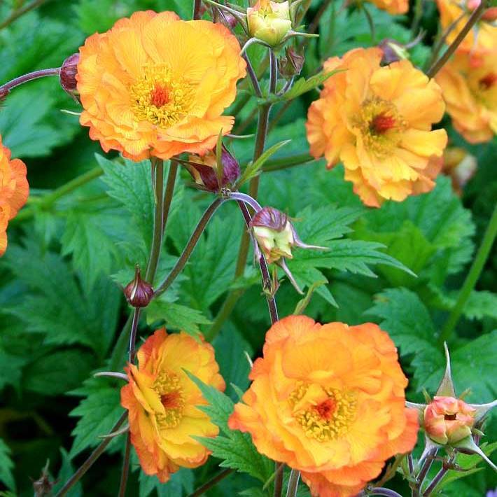 Geum 'Mango Lassi' - 1 gal- Grecian Rose | All Season Plants Nursery