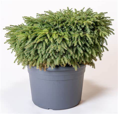 Picea abies 'Nidiformis' - 1 gal - Birds Nest Spruce | All Season ...