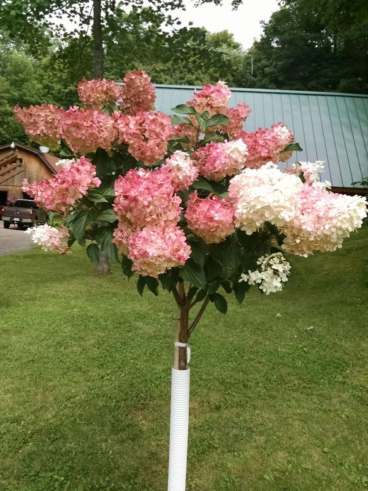 Hydrangea p. - 7 gal Tree-'Vanilla Strawberry' - | All Season Plants ...