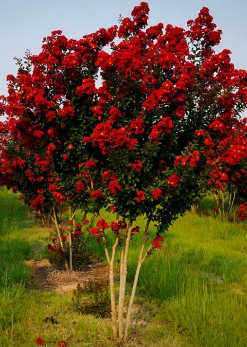 Lagerstroemia 'Red Rocket' - 15 gal - Multi - Red Crape Myrtle | All Season Plants Nursery
