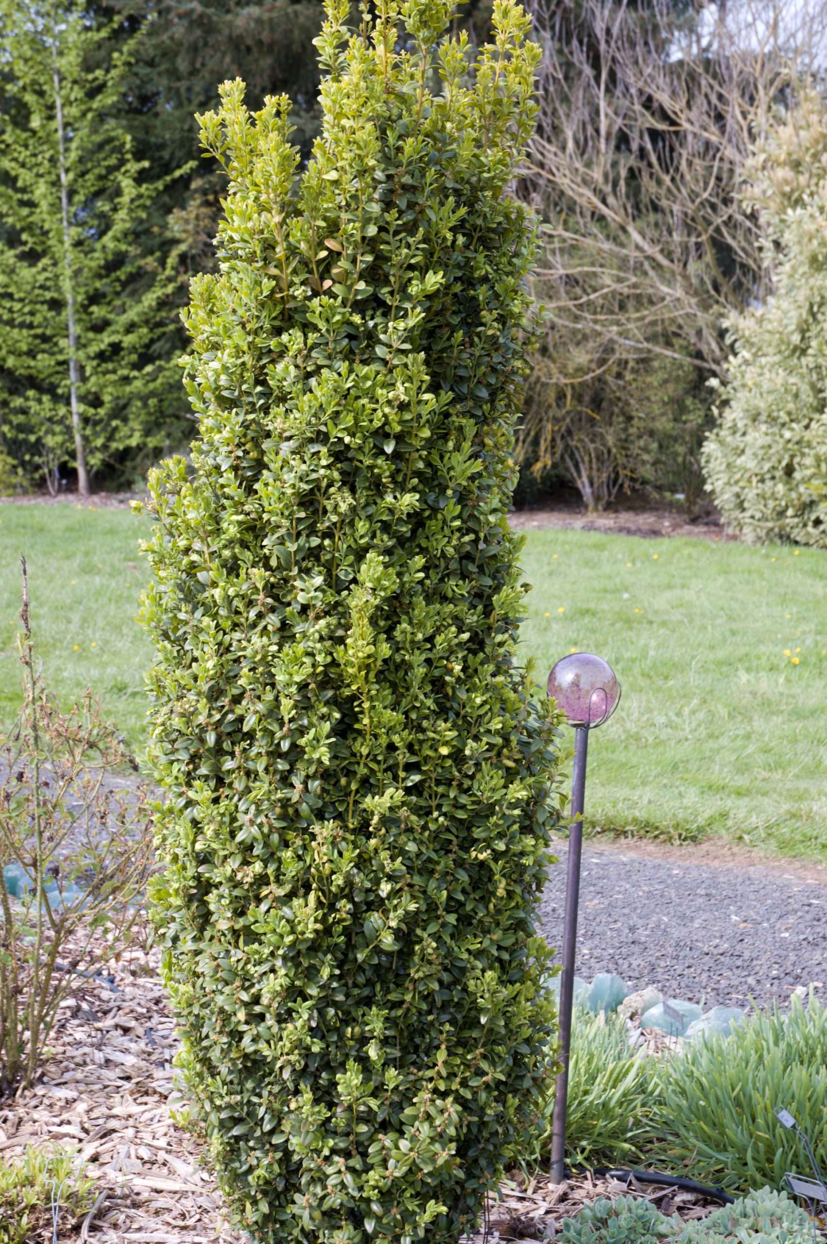 Buxus s. 'Graham Blandy' - 10 gal - Columnar English Boxwood | All ...